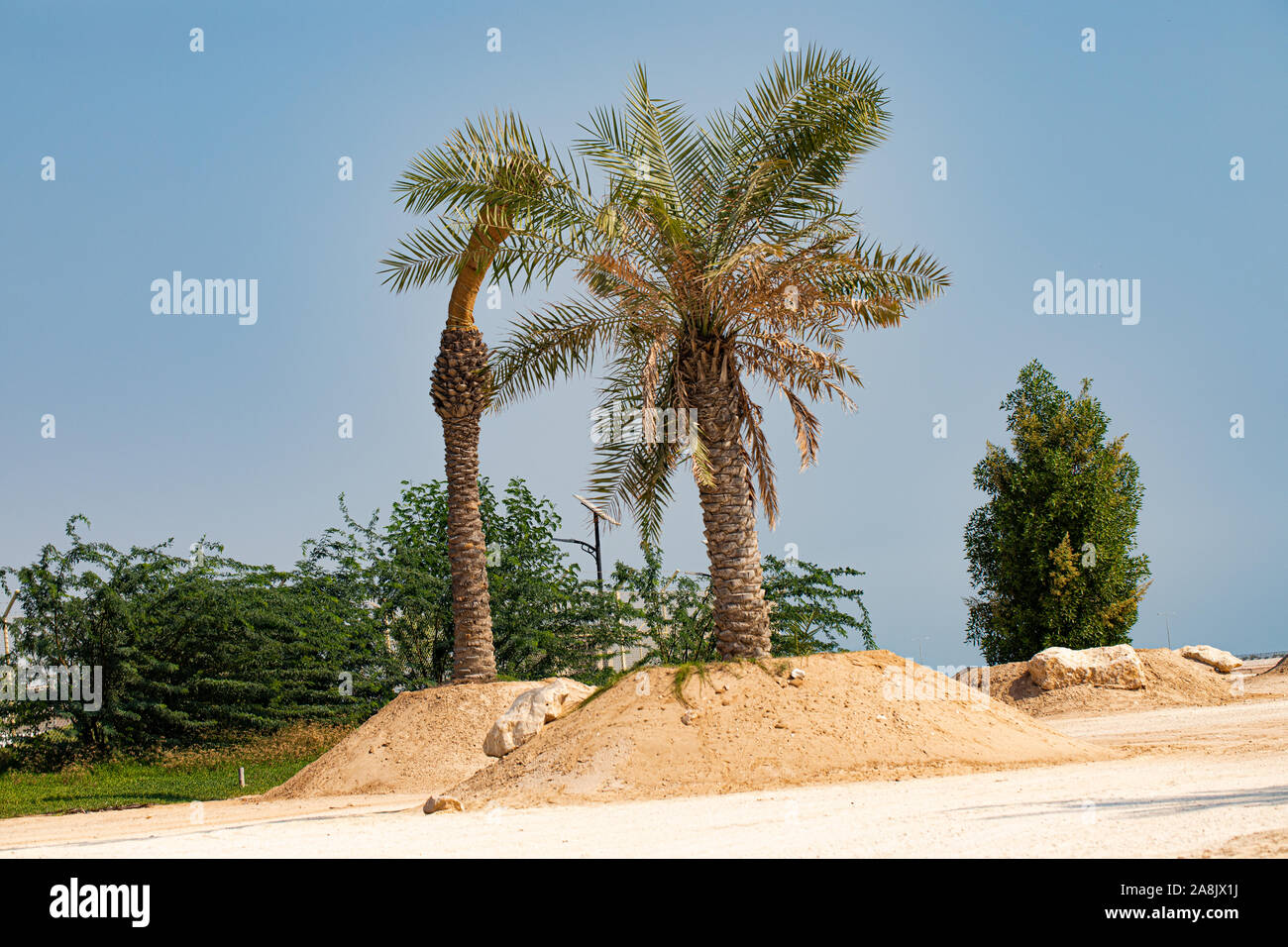 Qatar - ALkhor yellow sand desert, small bushes in the foreground and ...