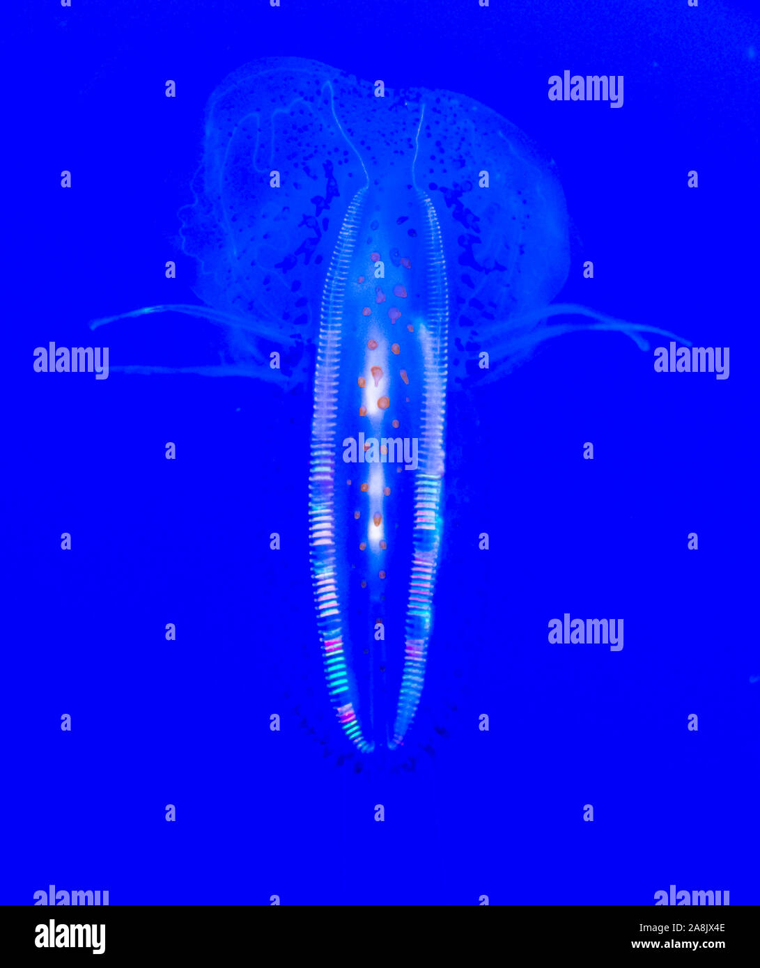 Monterey Bay Aquarium, California, Comb Jelly Stock Photo - Alamy