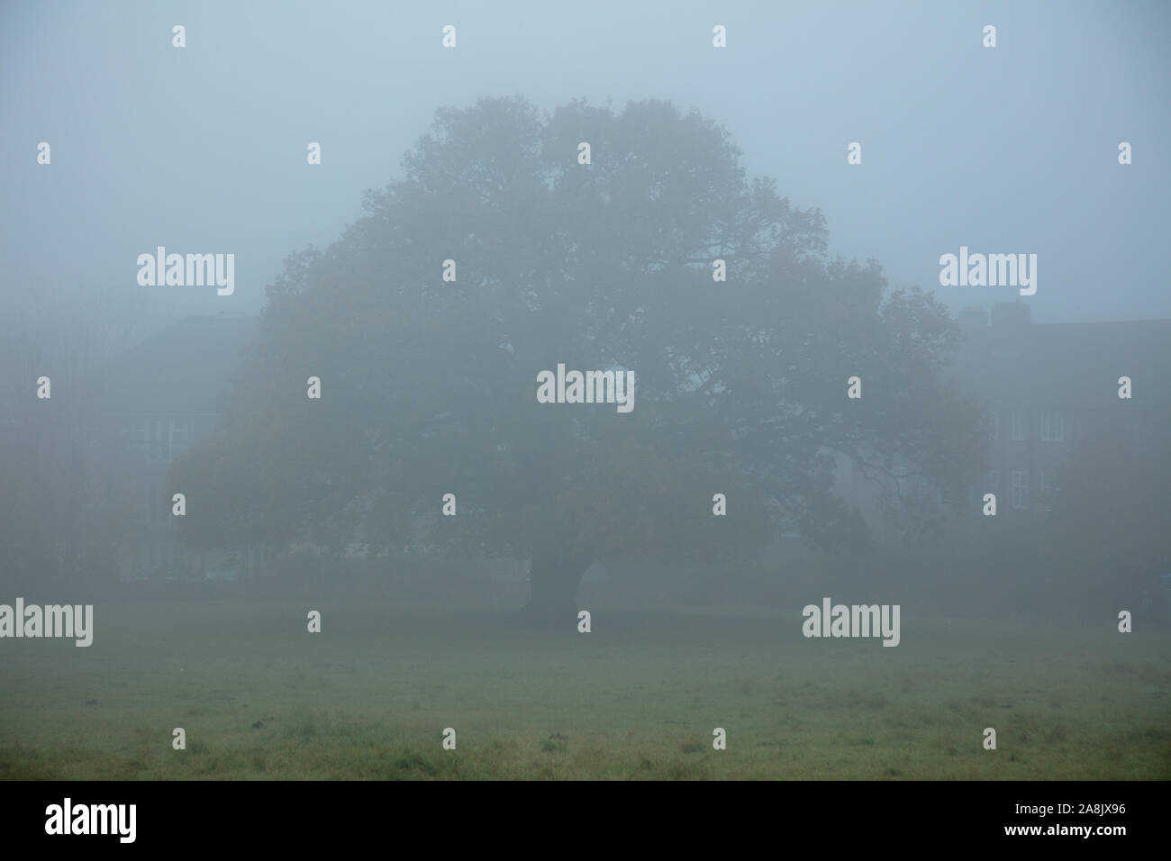 Large oak tree london hi-res stock photography and images - Alamy