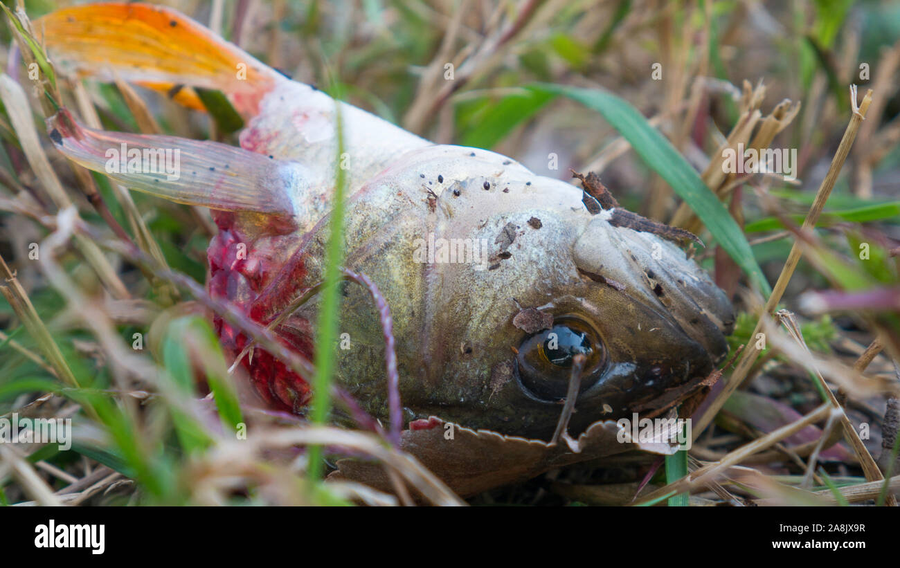 Single head of a raw fish cut off and left on grass background Stock ...