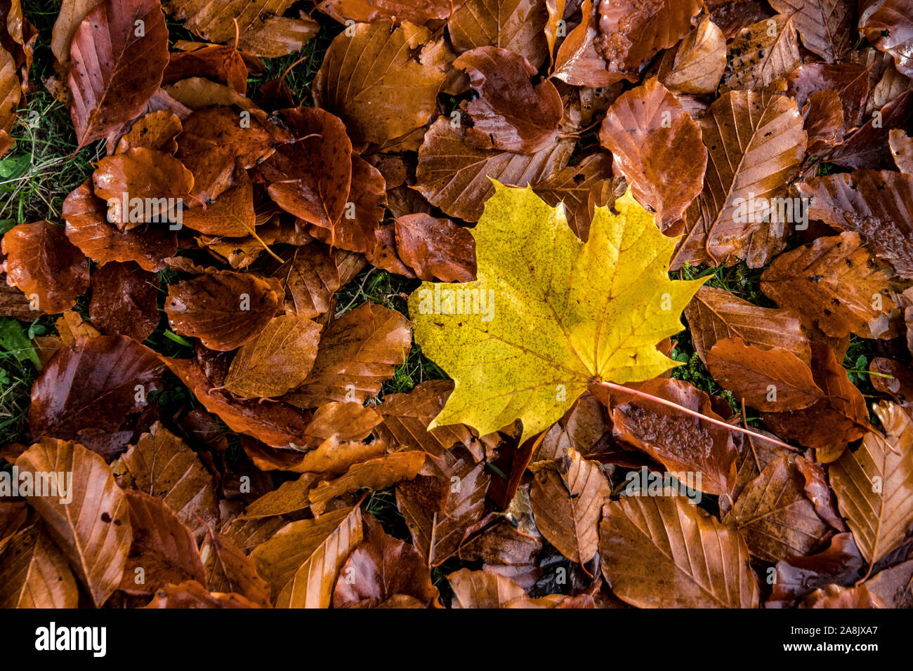 Scottish autumn, fall colours Stock Photo - Alamy