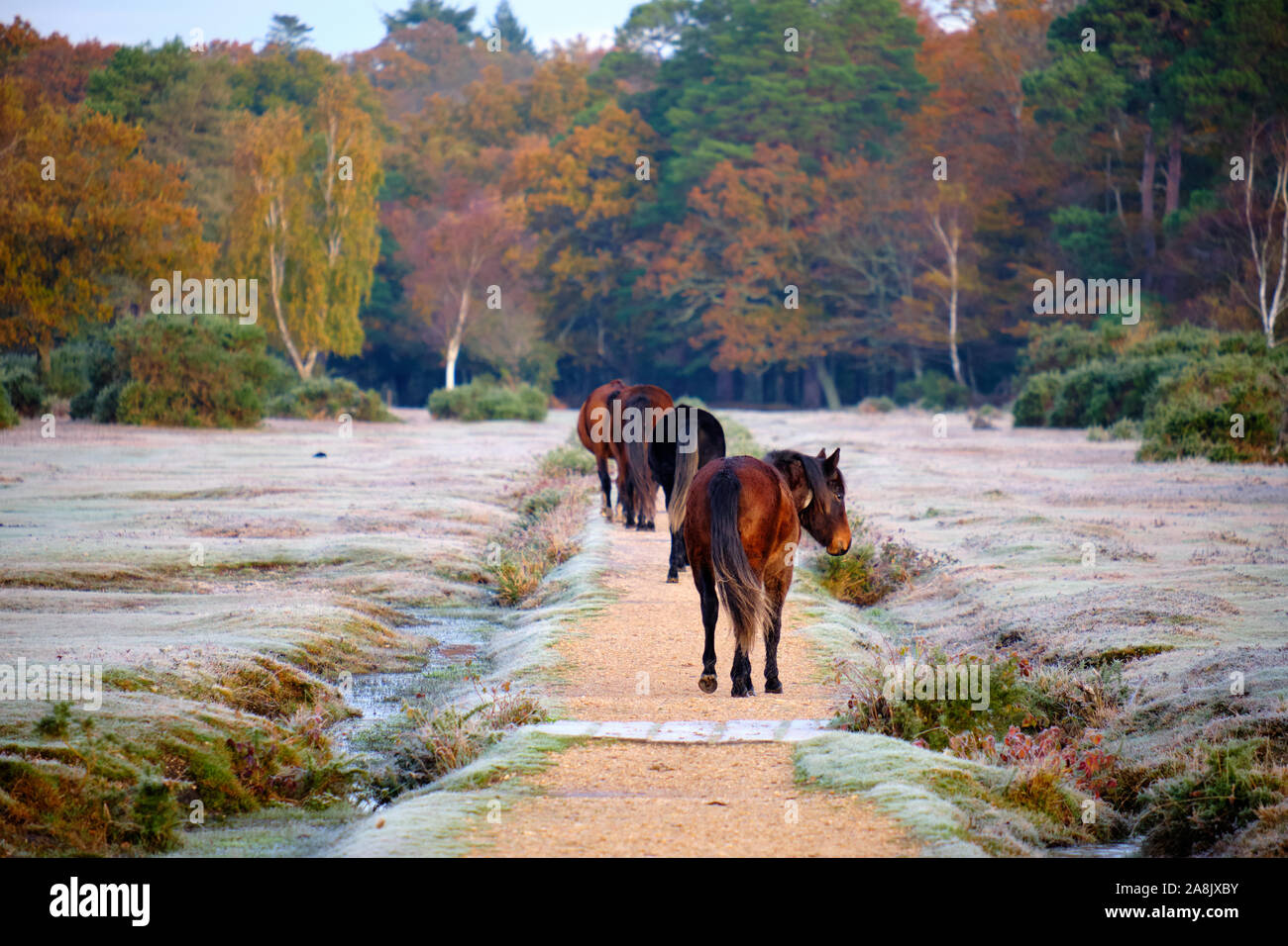 Horse walking away hi-res stock photography and images - Alamy