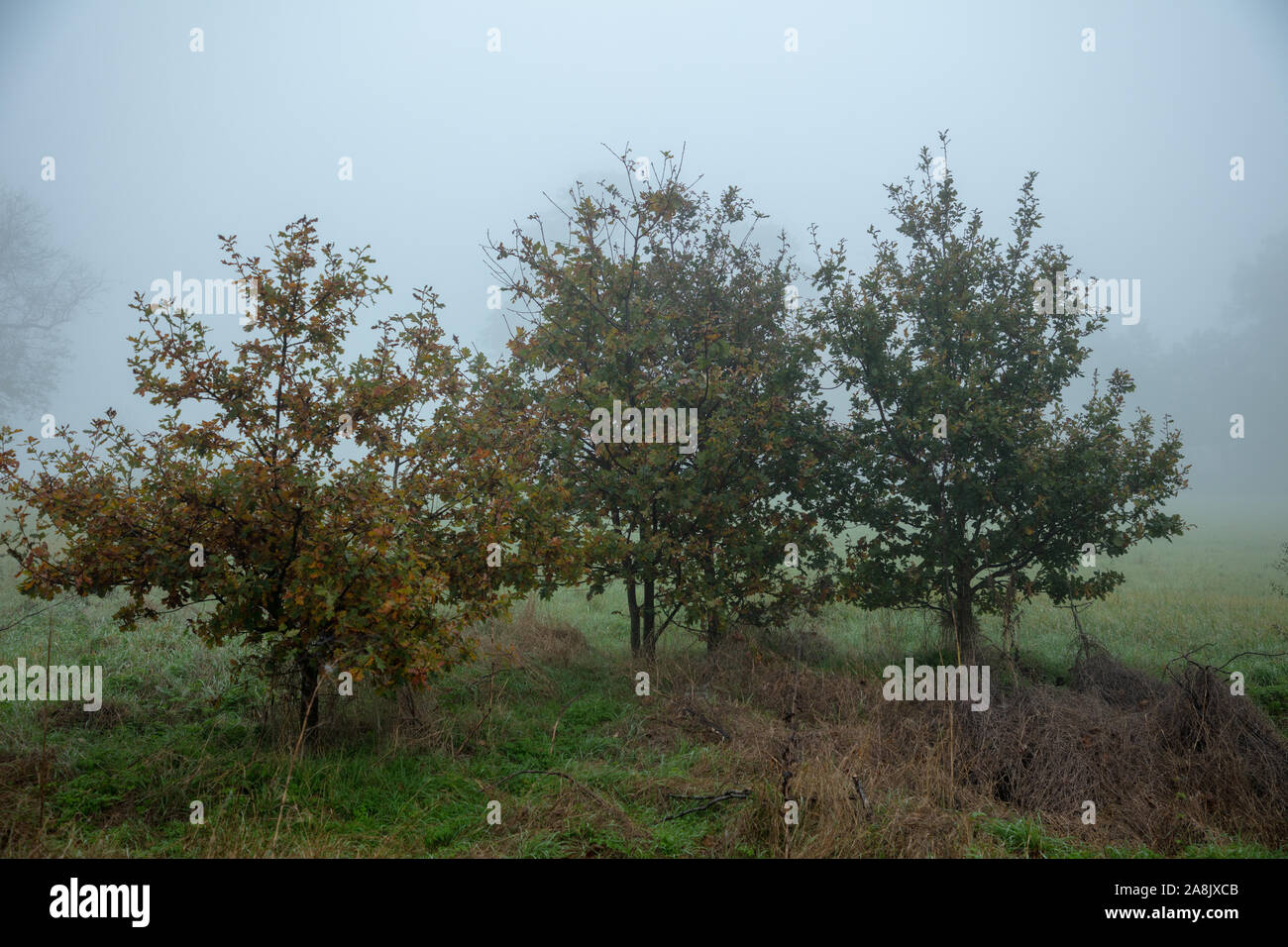 Three small oak trees hi-res stock photography and images - Alamy