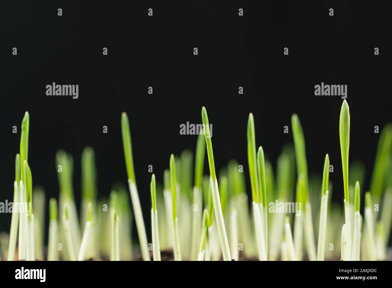 The green grass isolated on black background. Side view Stock Photo - Alamy