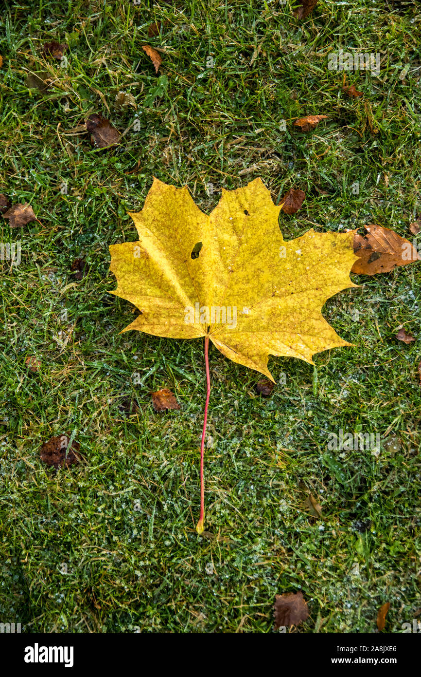 Scottish autumn, fall colours Stock Photo - Alamy