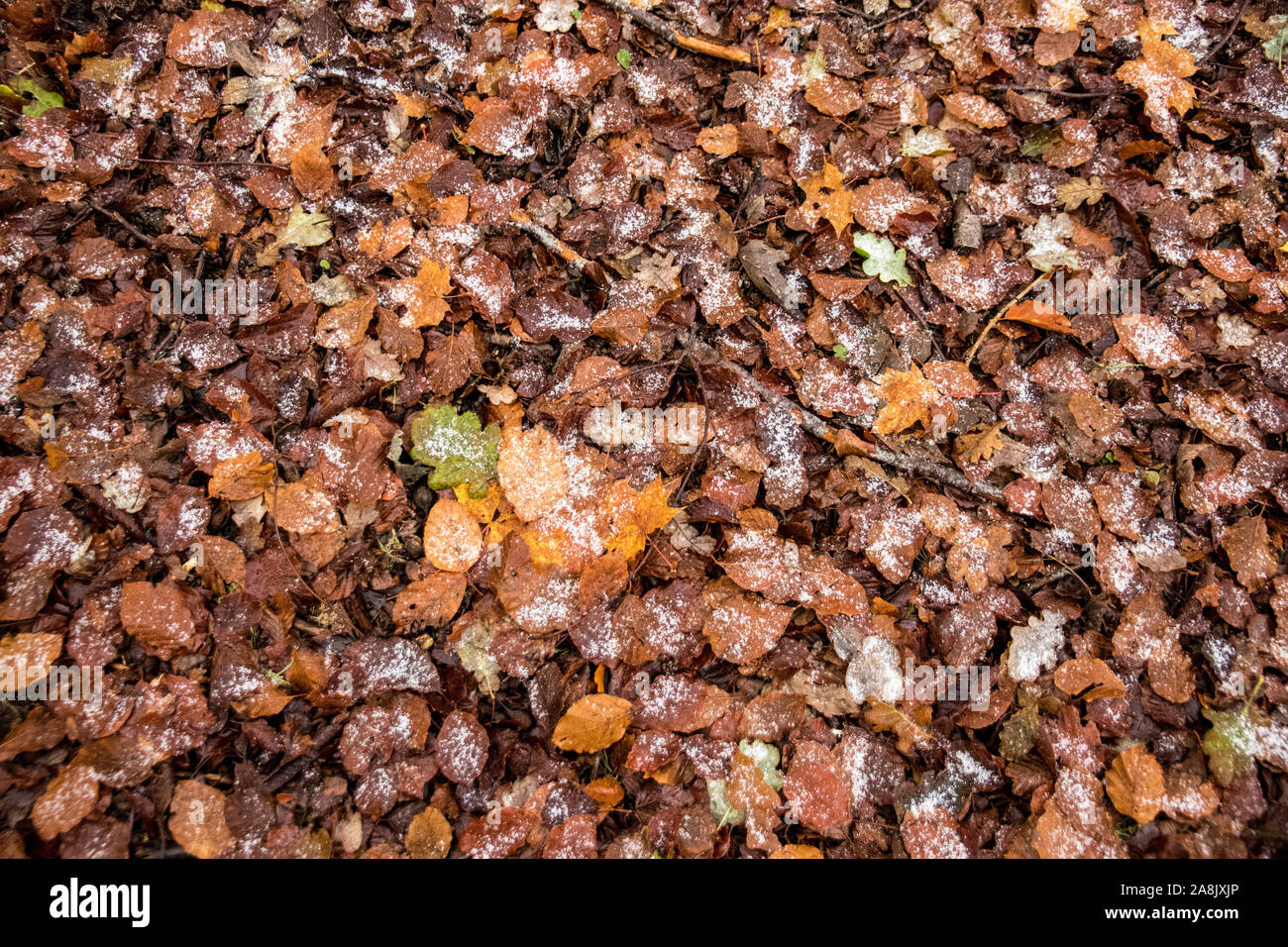 Scottish autumn, fall colours Stock Photo - Alamy