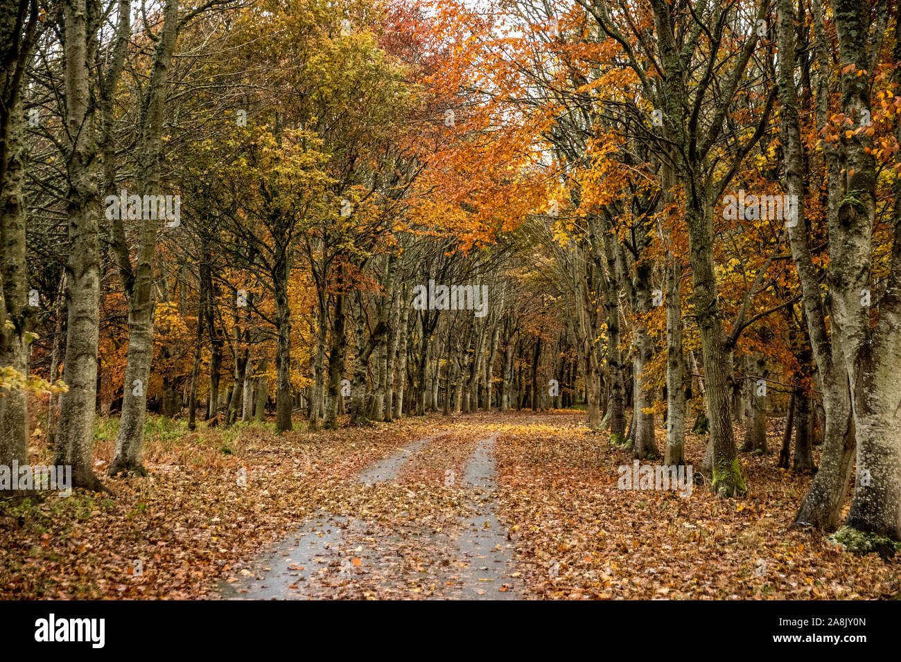 Scottish autumn, fall colours Stock Photo - Alamy