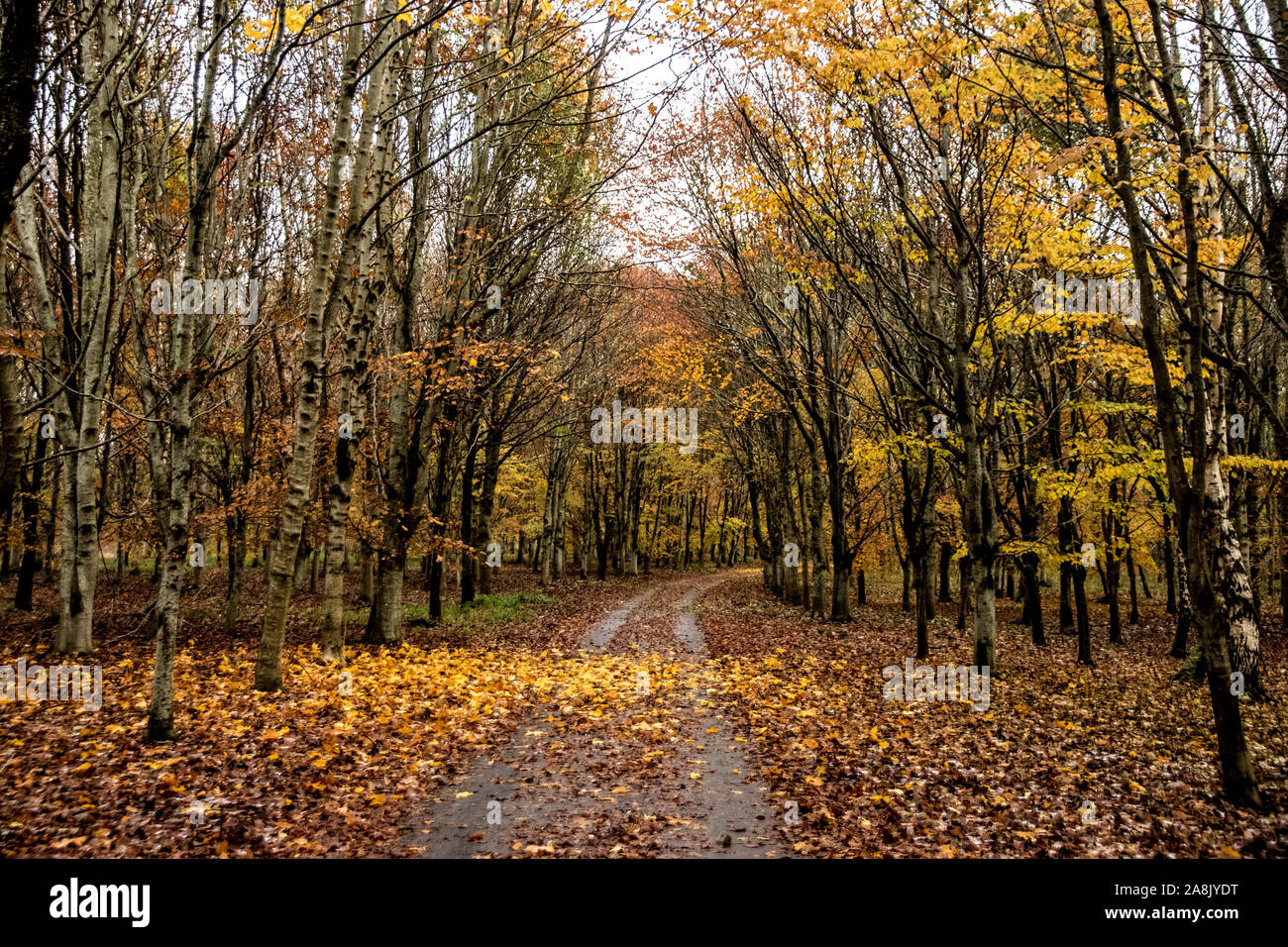 Scottish autumn, fall colours Stock Photo - Alamy