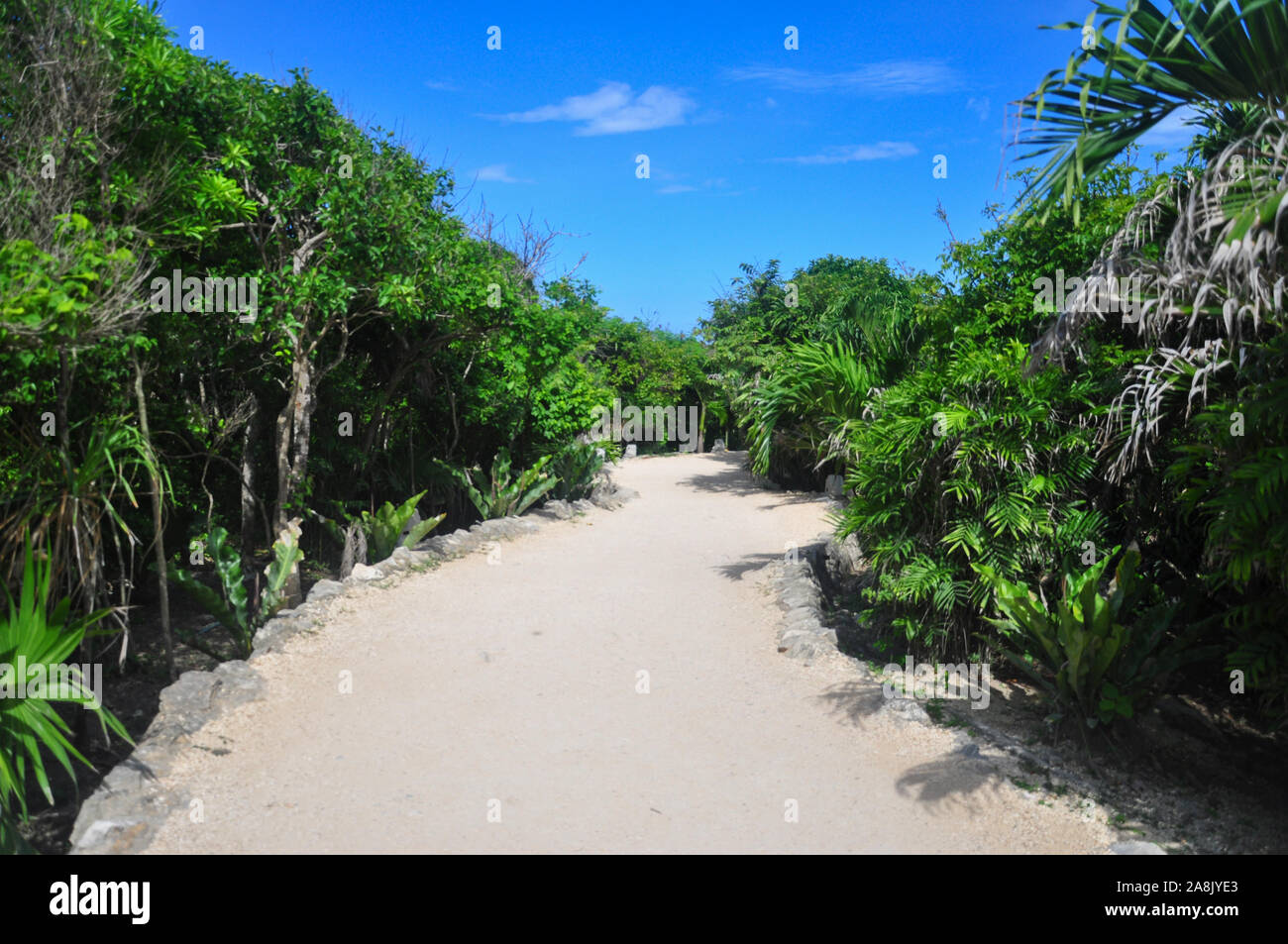 Yucatan maya, mexico forest hi-res stock photography and images - Alamy
