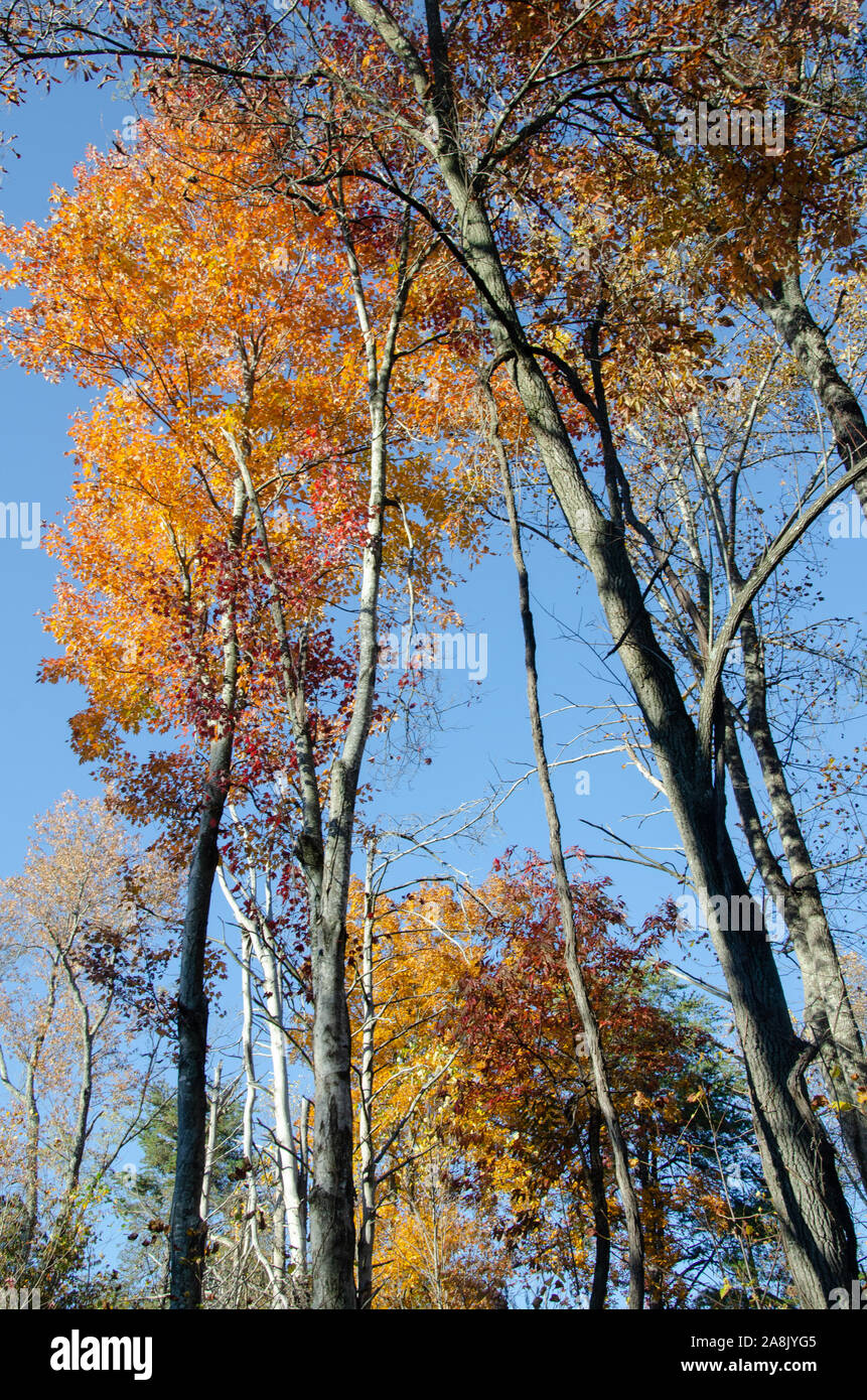 Forest overstory hi-res stock photography and images - Alamy