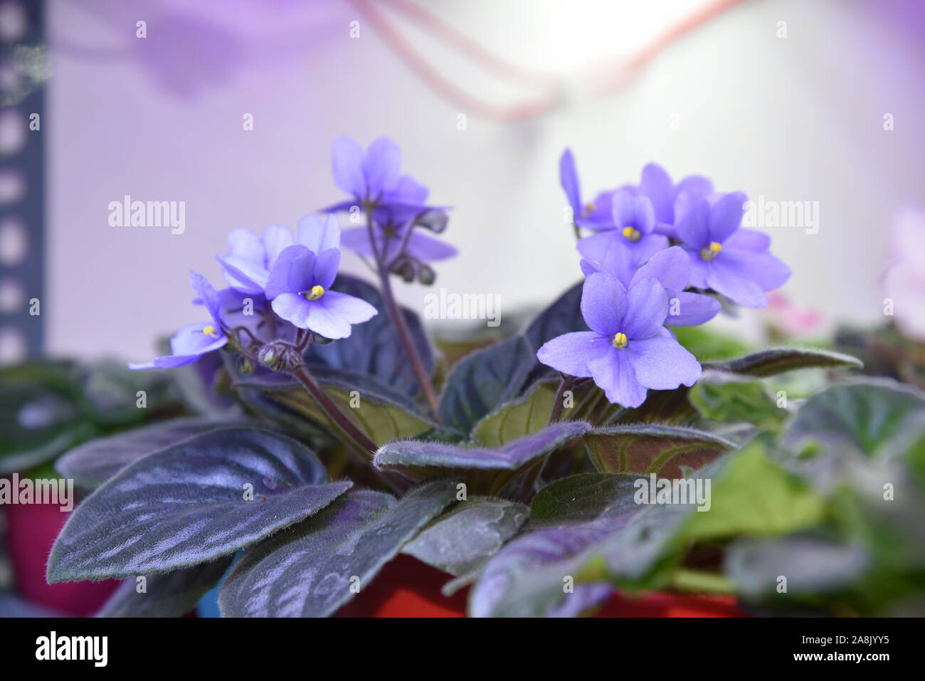 African violet flower hi-res stock photography and images - Alamy