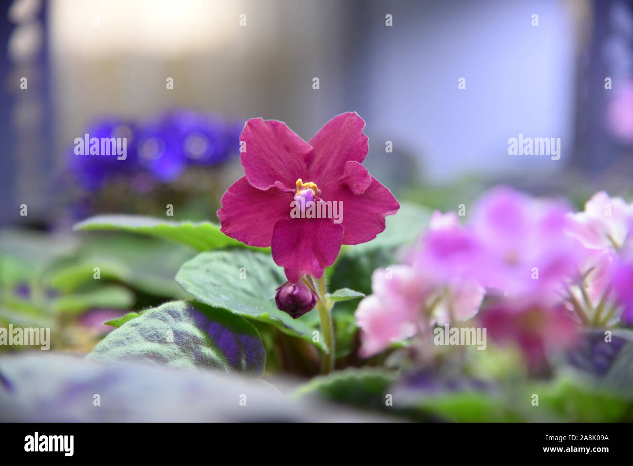 African violet leaf hi-res stock photography and images - Alamy
