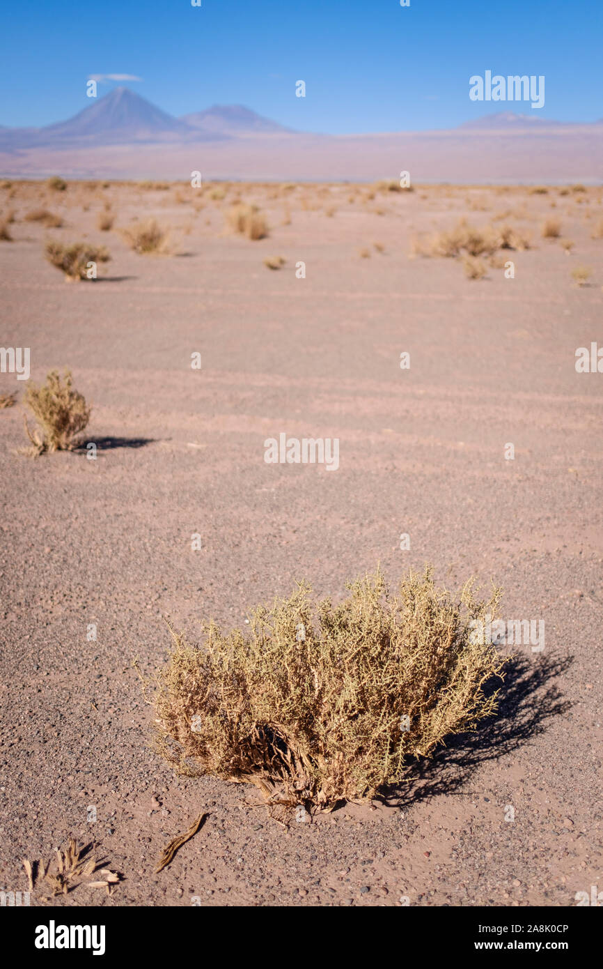 Atacama Desert landscape, San Pedro de Atacama, Chile Stock Photo - Alamy