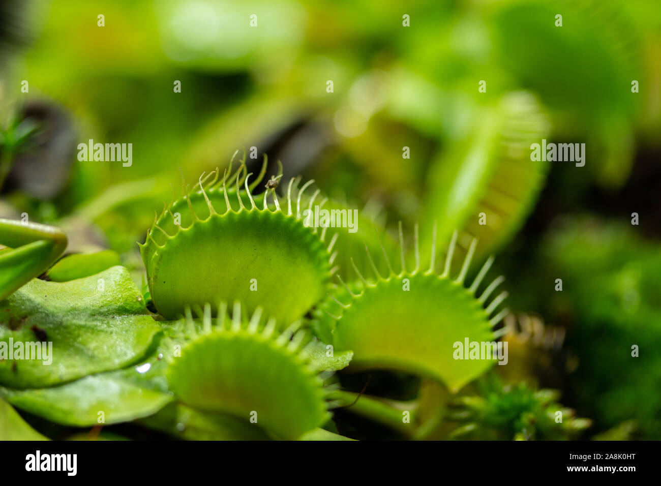 Venus flytrap green traps Dionaea muscipula close-up backdrop nature ...