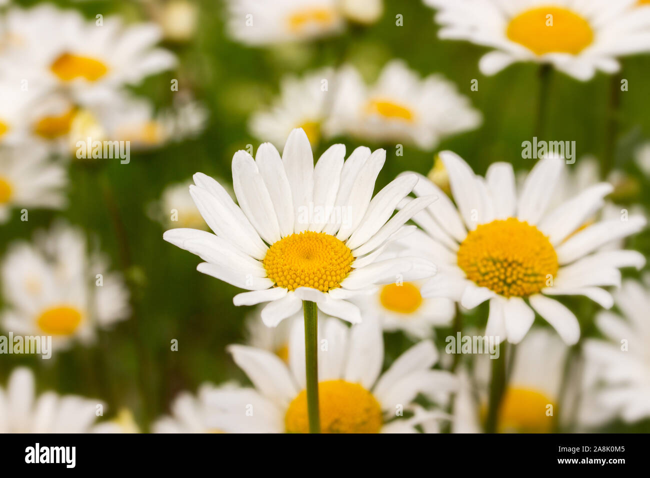 Large white daisy flowers hi-res stock photography and images - Alamy