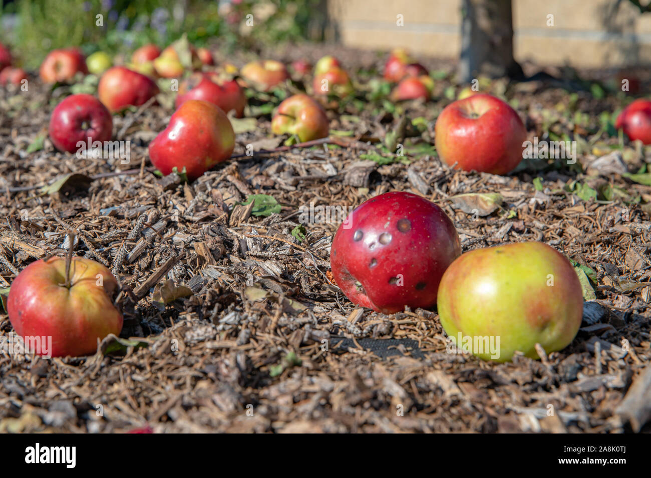 Ground apples hi-res stock photography and images - Alamy