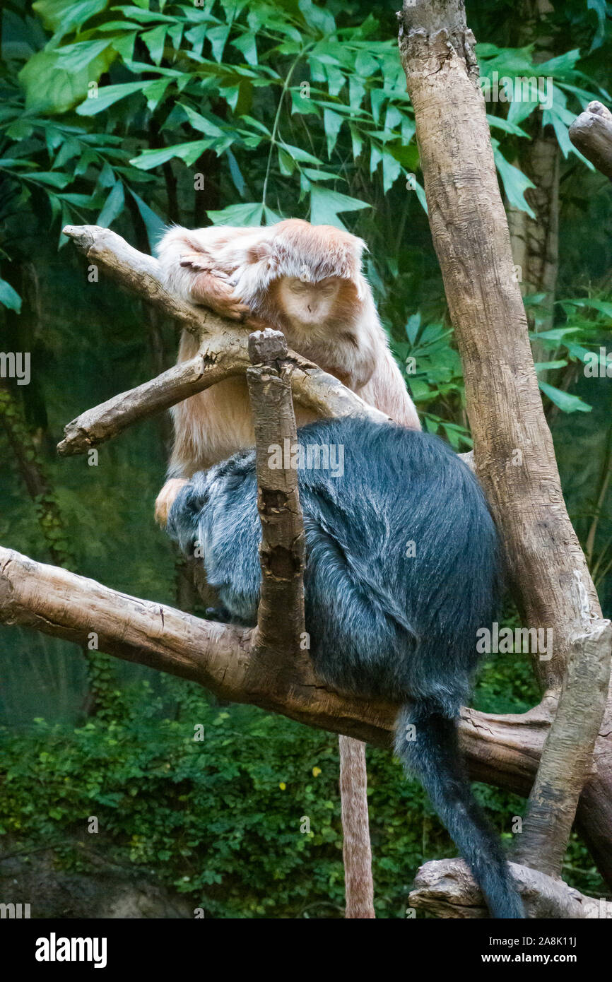 The Bronx Zoo, Wildlife Conservation Society, Bronx Park, Bronx, NYC ...