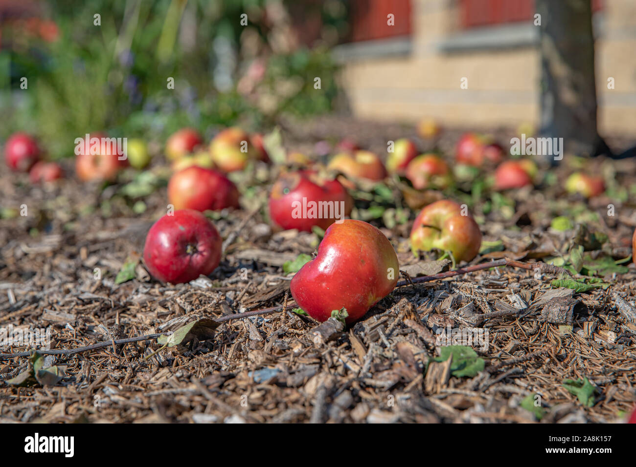 Fell from tree hi-res stock photography and images - Alamy