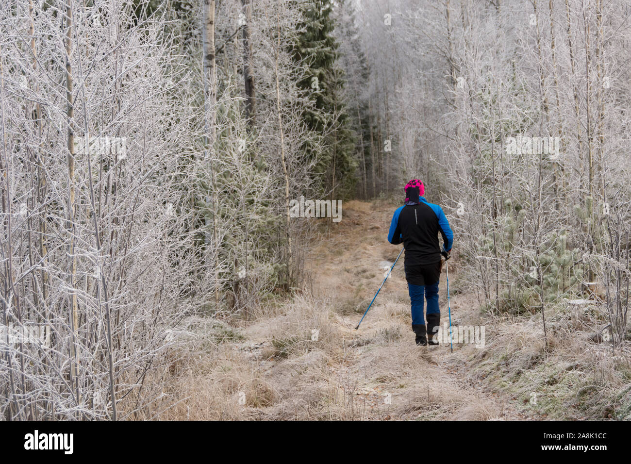 Adult man exercise with walking sticks in snowy forest in Finland Stock ...