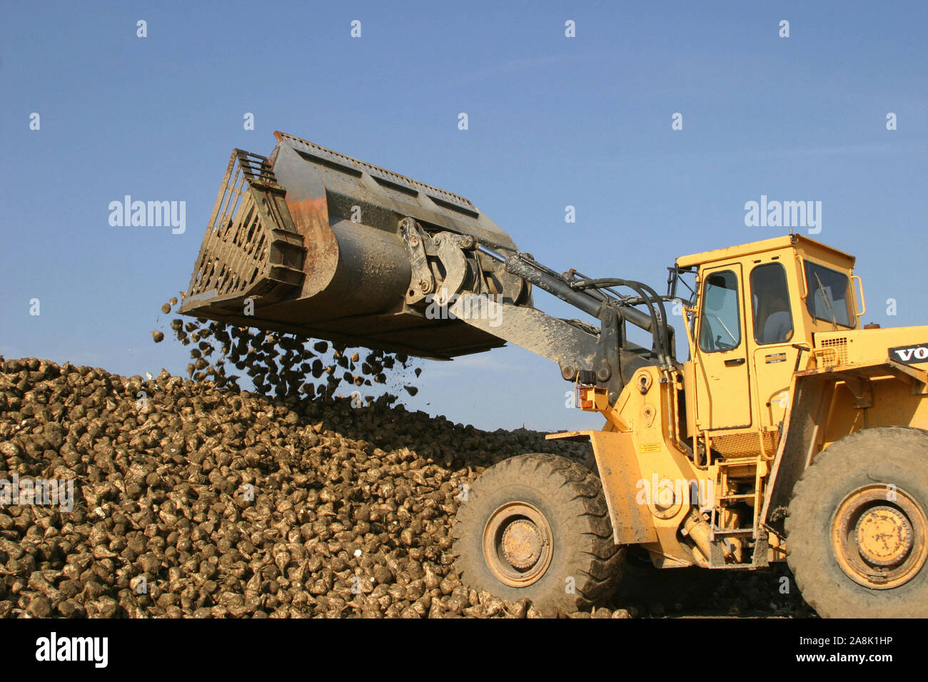 Zuckerrübenernte, Trecker im Einsatz, Traktor Stock Photo - Alamy