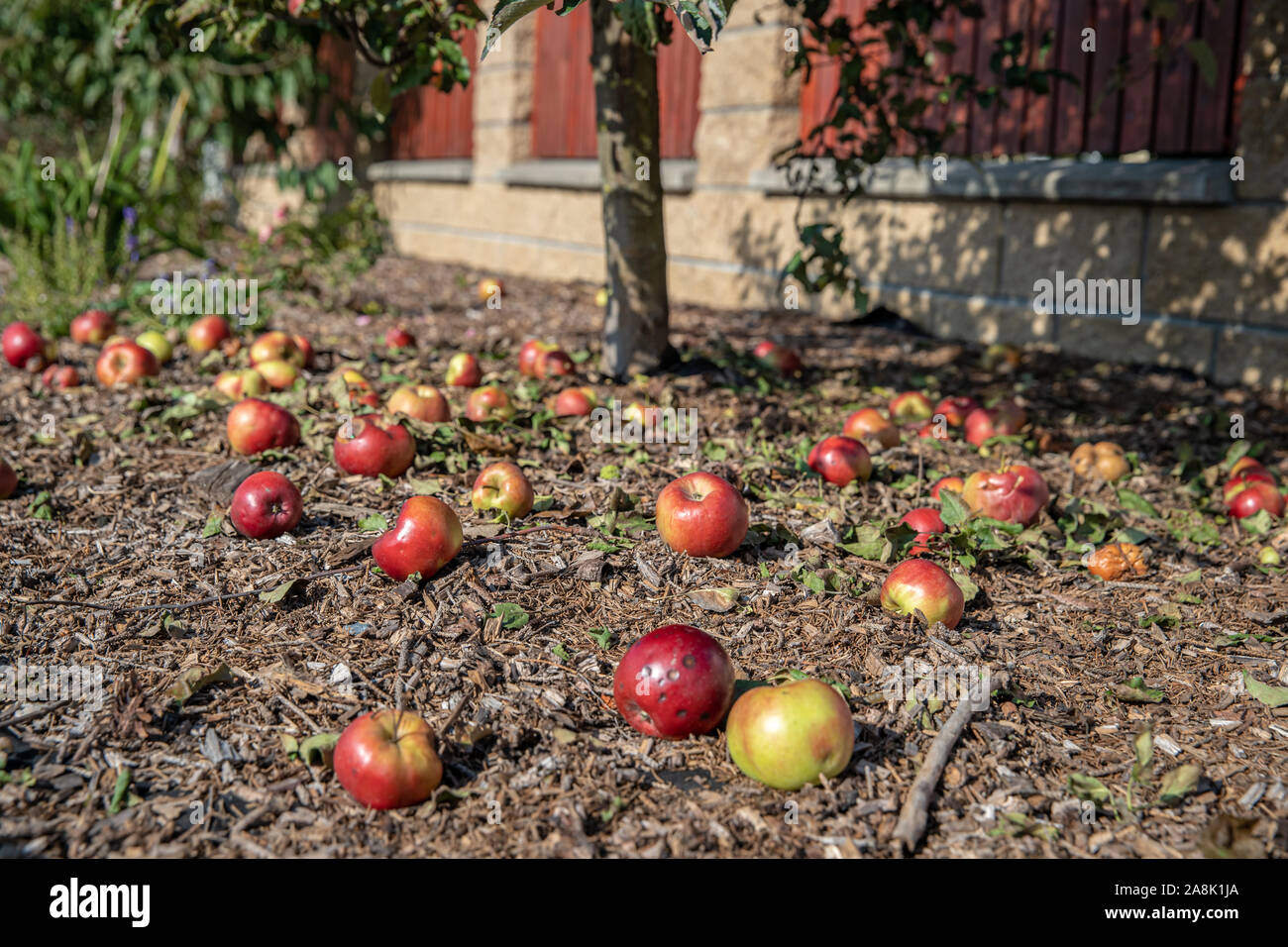 Red apples fell from tree on ground in garden Stock Photo - Alamy