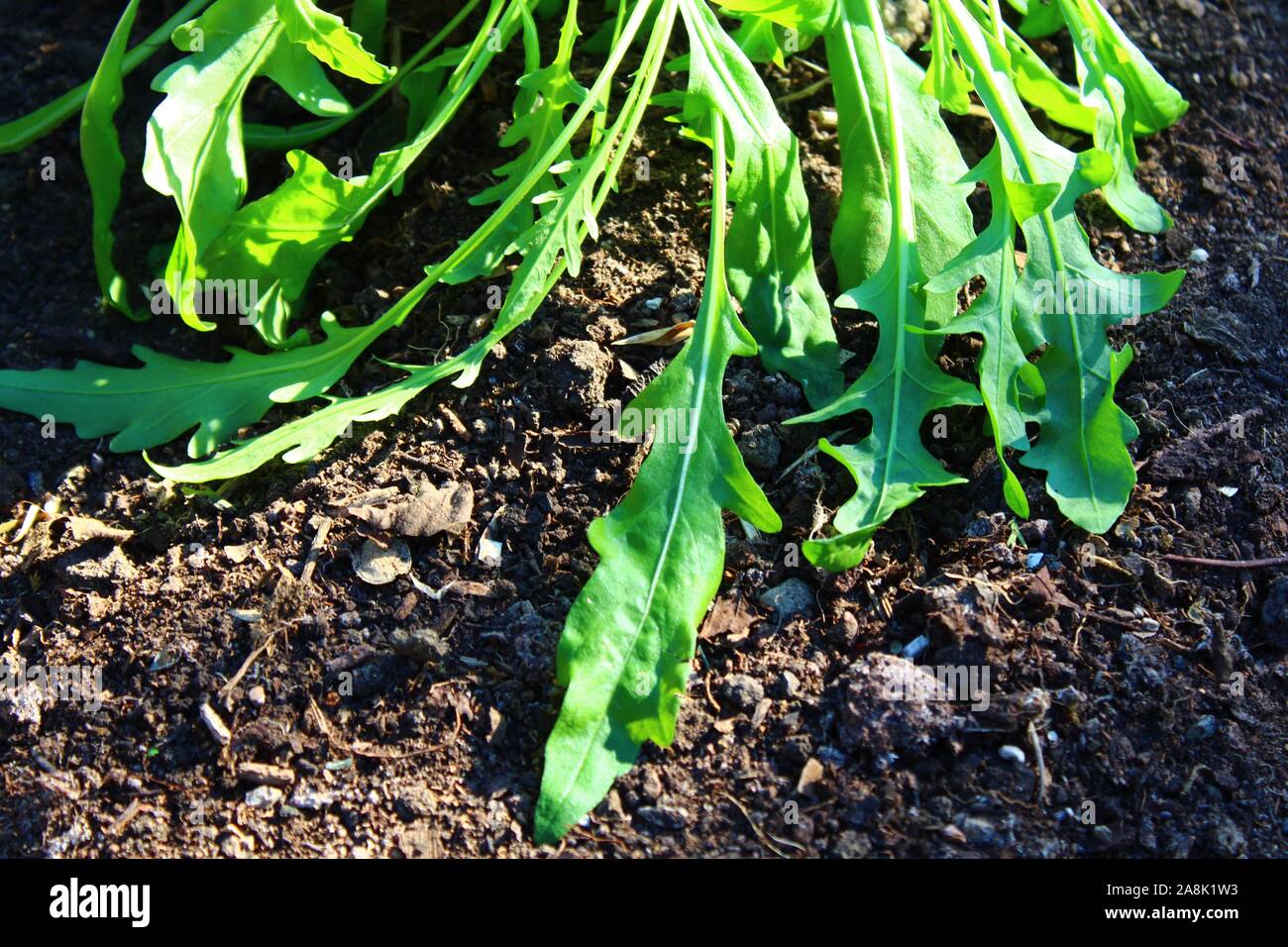 The picture shows green healthy rocket in the ground Stock Photo - Alamy
