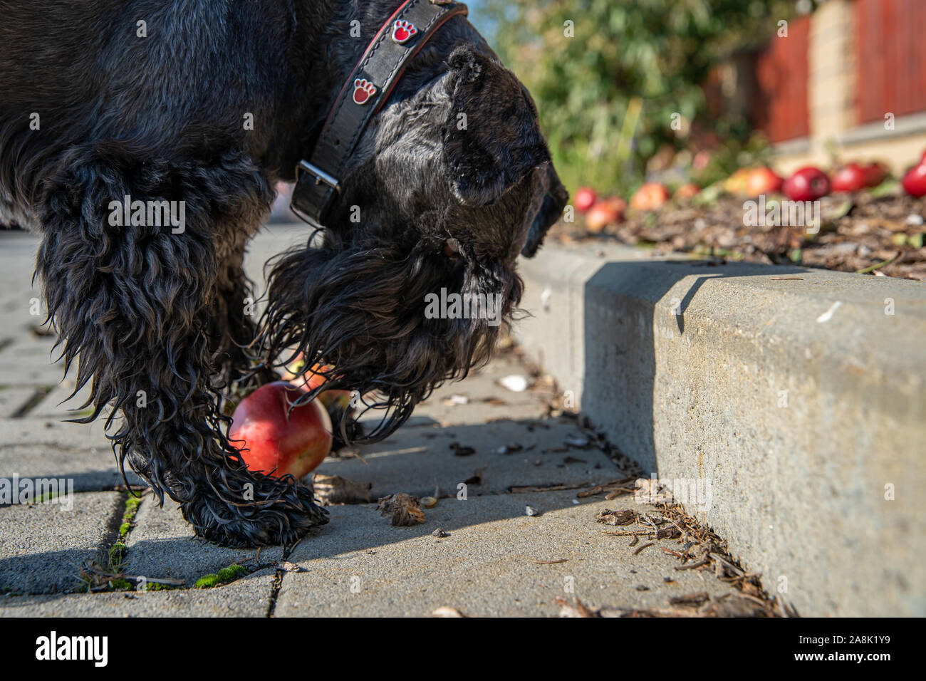 Fell from tree hi-res stock photography and images - Alamy