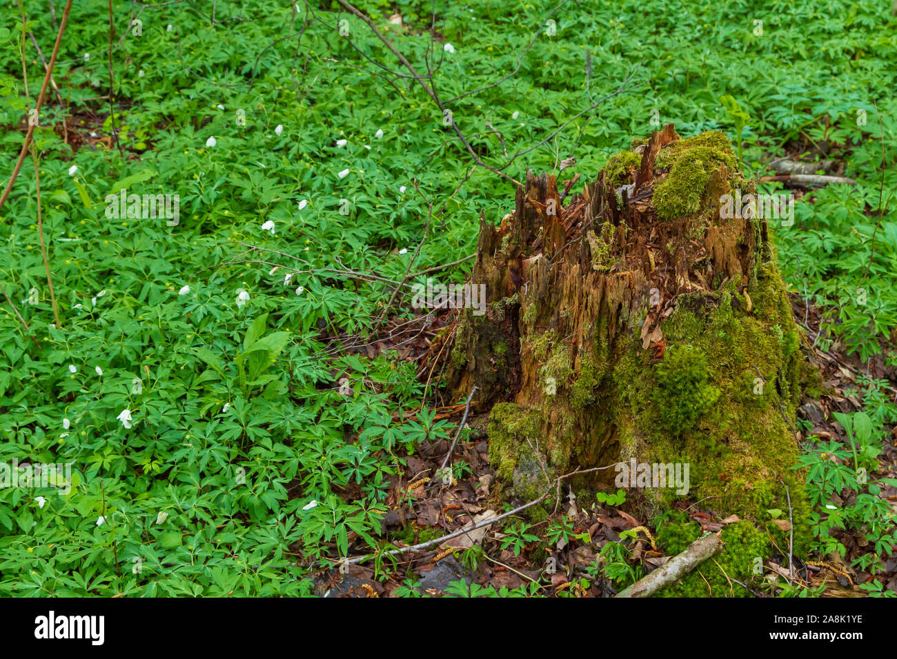 The basal remnant of a fallen tree in the forest in summer Stock Photo ...