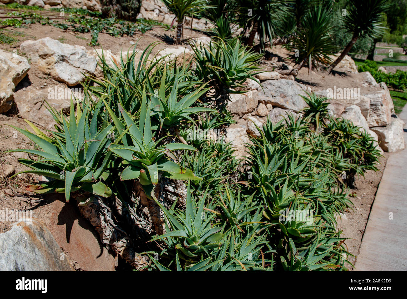Agave cacti grow on the street of the city. Urban landscaping Stock ...