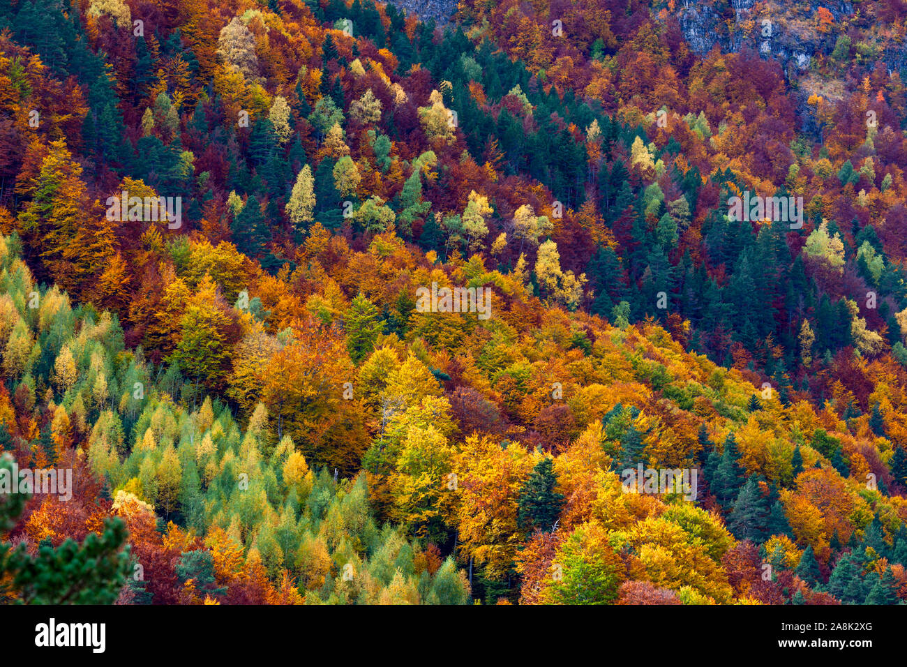 Beautiful colors of fall forest. Pyrenees, Spain Stock Photo - Alamy
