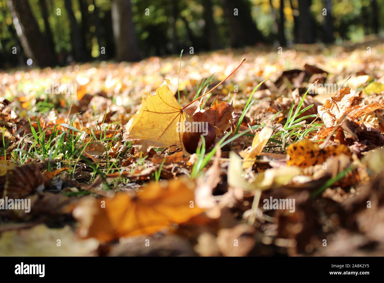 Chestnut oak forest hi-res stock photography and images - Alamy