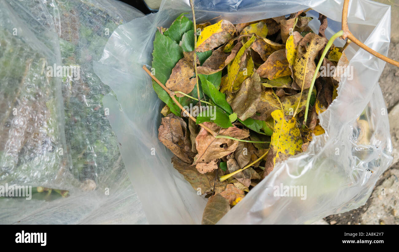 Plastic trash bags filled with autumn tree leaves Stock Photo - Alamy