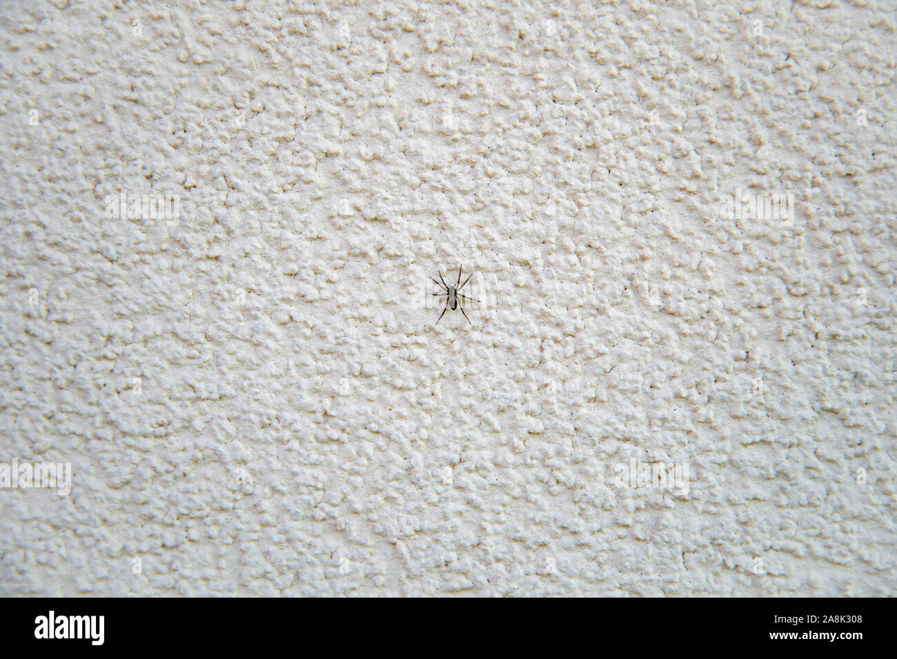 spider on the exterior wall of a family house Stock Photo - Alamy