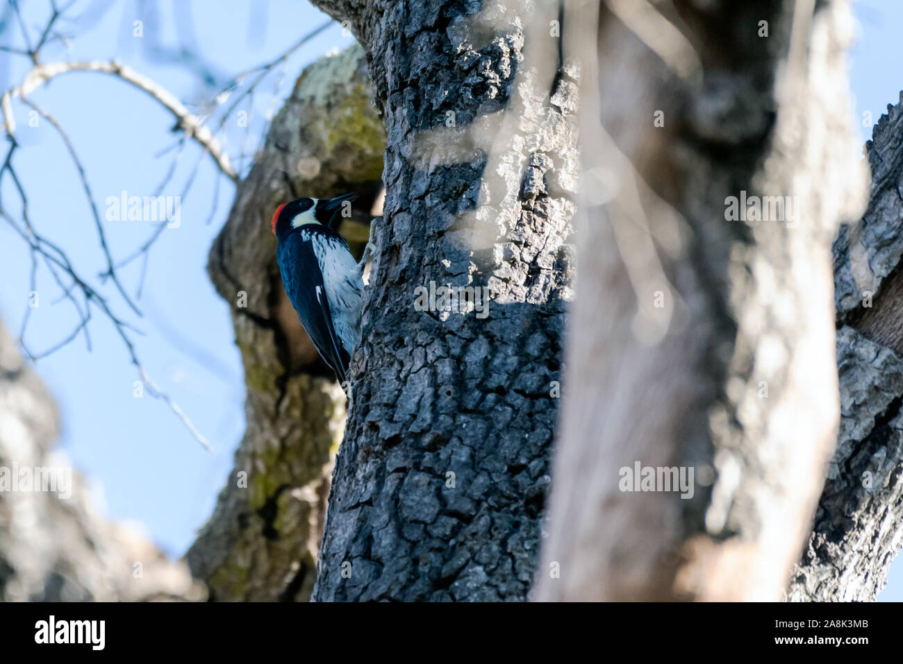 Female Acorn Woodpecker with open mouth, clings to Oak Tree bark while ...