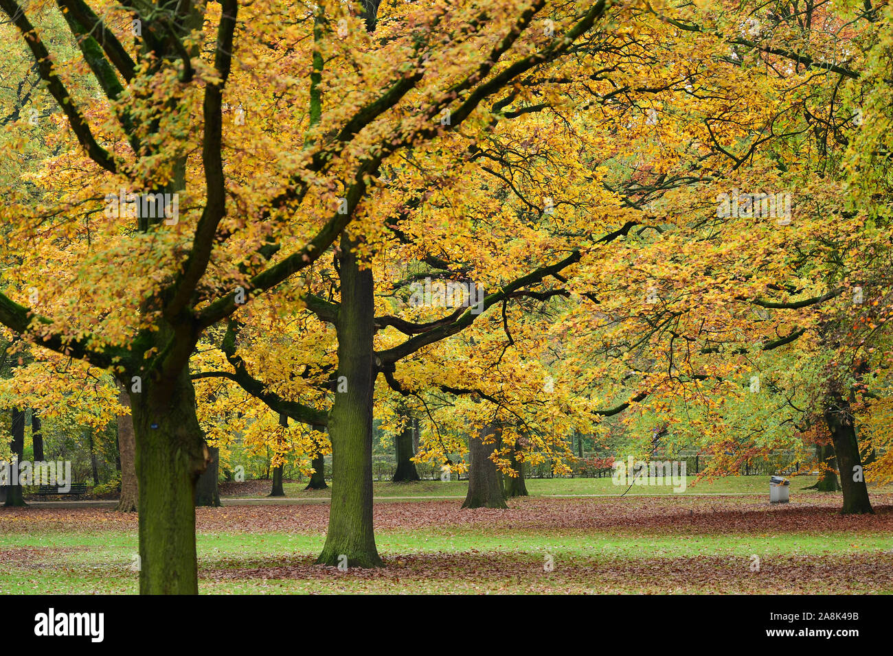 Berlin, Germany. 08th Nov, 2019. Fall foliage trees in animal species ...