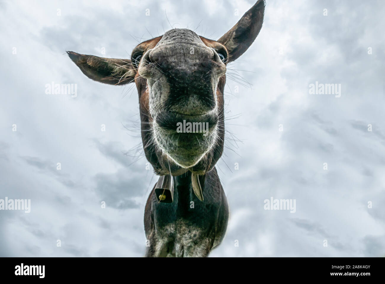 Donkey head close-up taken by downside Stock Photo - Alamy