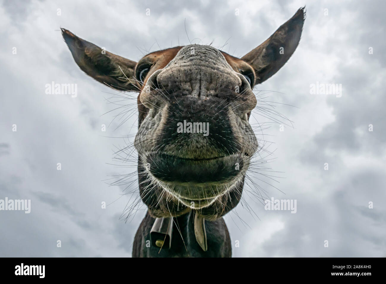 Donkey smile face hi-res stock photography and images - Alamy