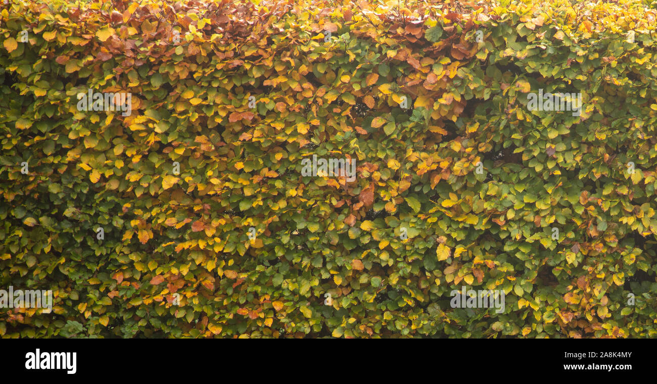 Beech hedge planting hi-res stock photography and images - Alamy