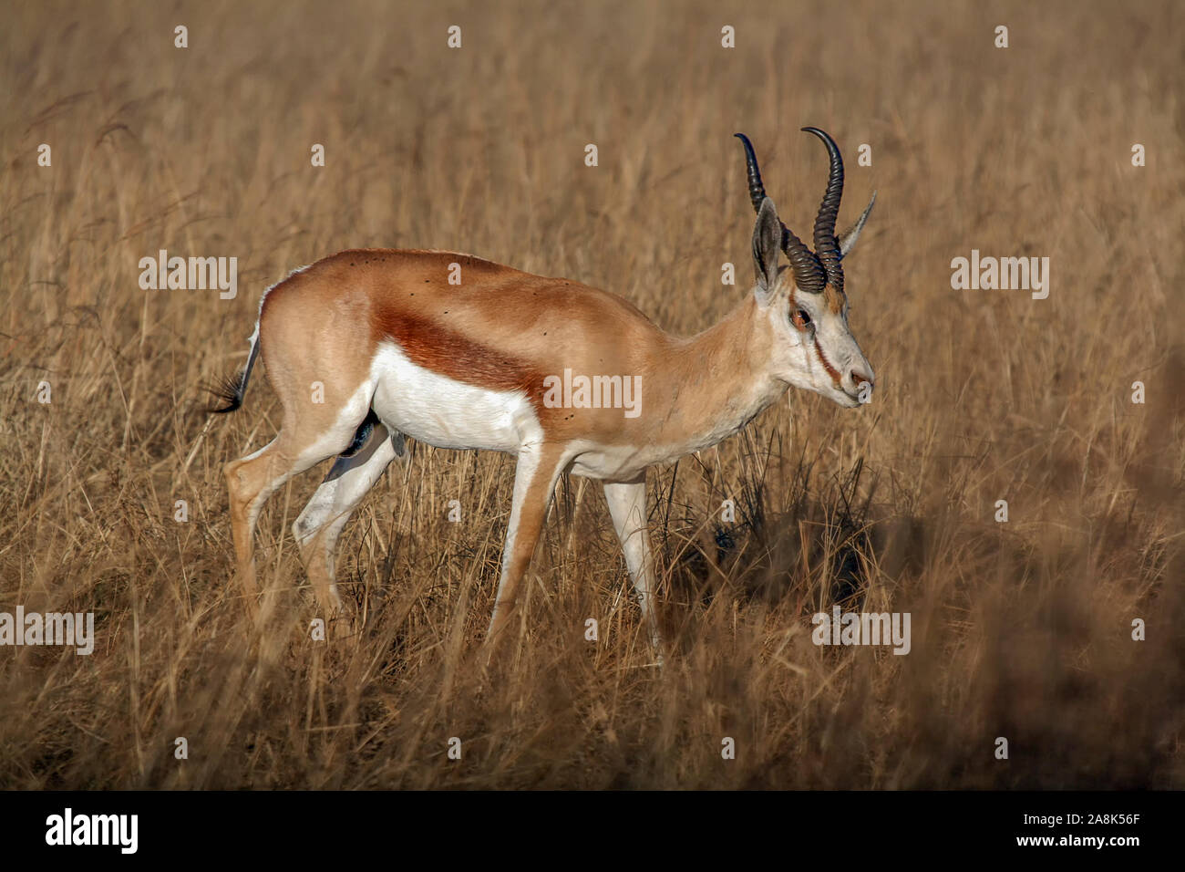 Springbok jump hi-res stock photography and images - Alamy