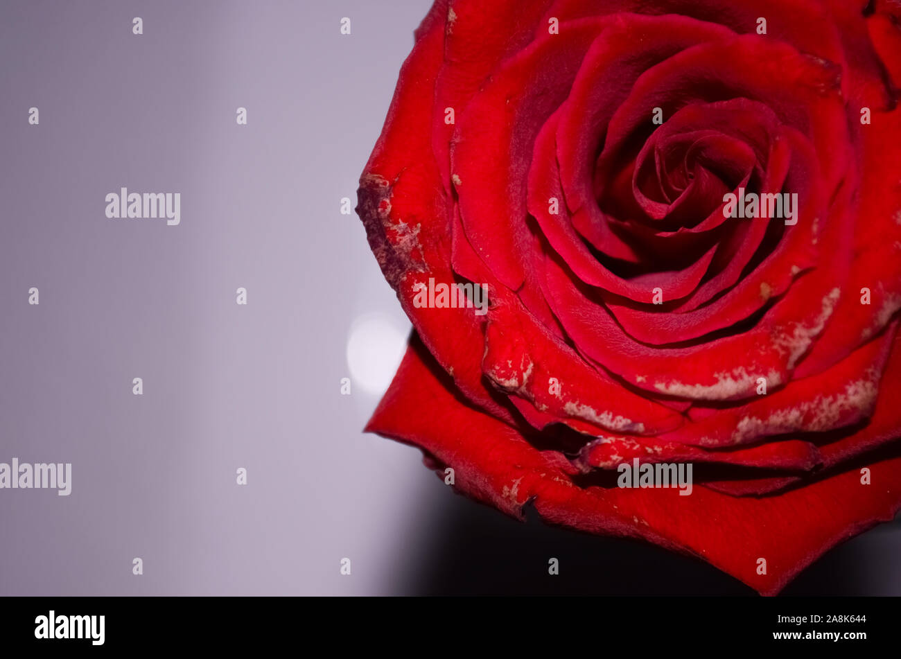 Single red rose closeup on neutral light background Stock Photo - Alamy