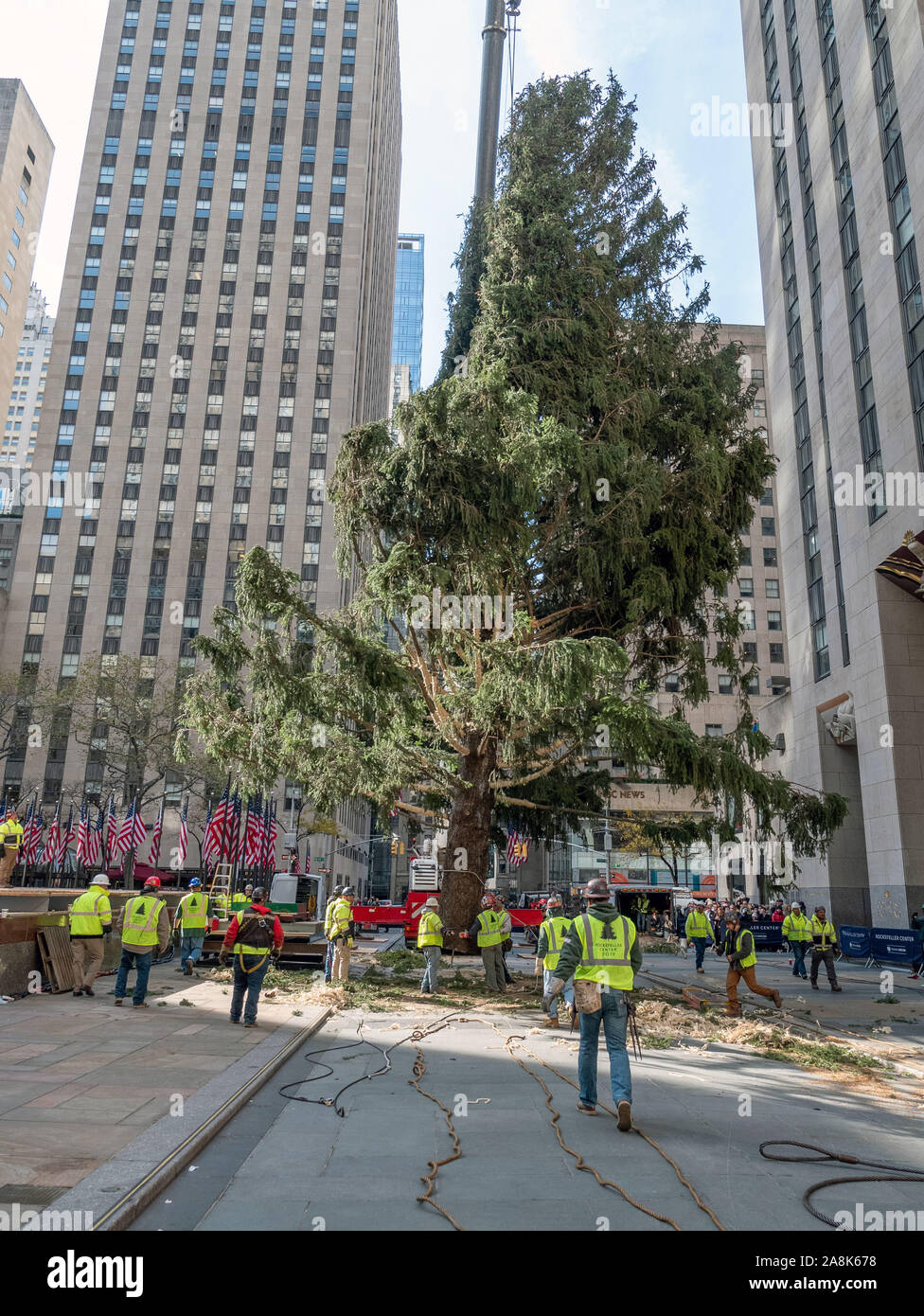 70 foot tall tree hi-res stock photography and images - Alamy