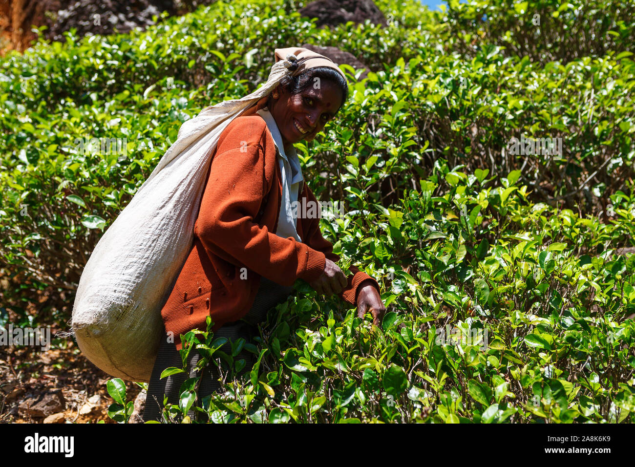 Woman hand picking tea in a traditional way, Sri Lanka Stock Photo - Alamy