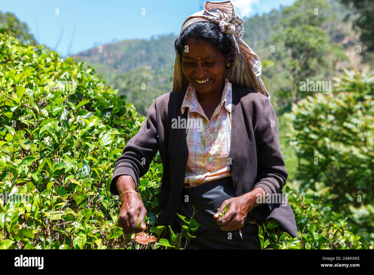 Picking black tea hi-res stock photography and images - Alamy