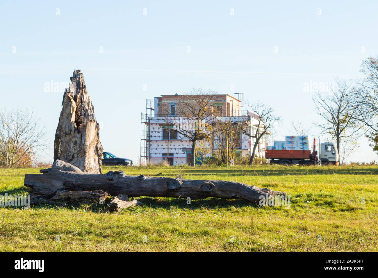One of the 200 years old oak trees fallen and debranched on fallow ...