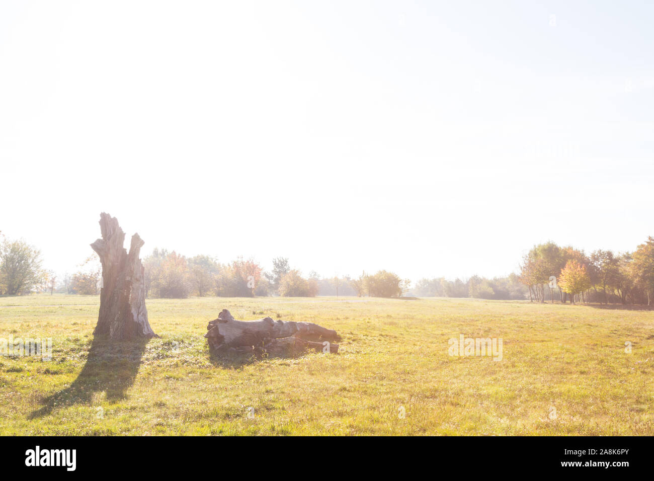 One of the 200 years old oak trees fallen and debranched on fallow ...