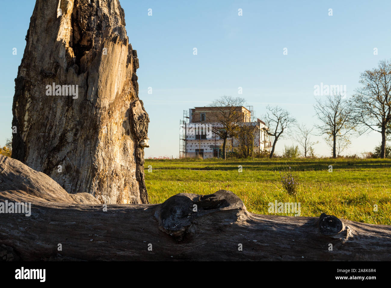 Hungarian oak tree hi-res stock photography and images - Alamy