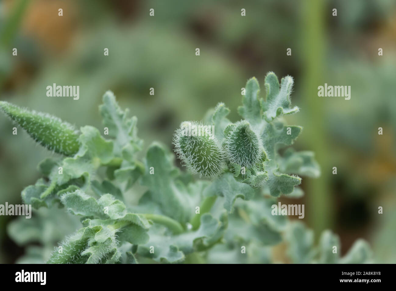 Poppy fruits hi-res stock photography and images - Alamy