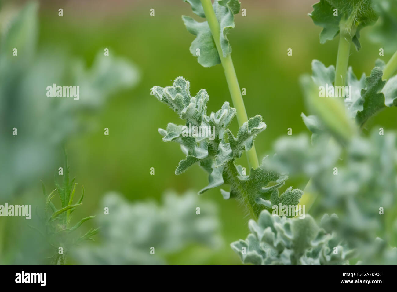 Yellow Horn Poppy Leaves in Springtime Stock Photo - Alamy