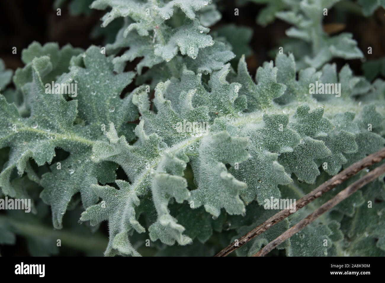 Yellow horn poppy hi-res stock photography and images - Alamy