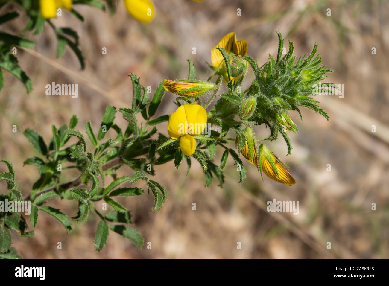 Yellow Rest Harrow Flowers in Bloom in Springtime Stock Photo - Alamy